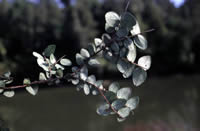 White rata, pink rata, aka tea