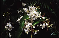 Lacebark