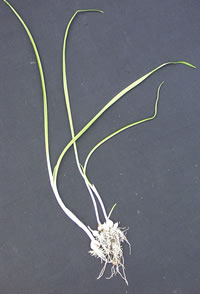 Onion Weed, Three cornered garlic